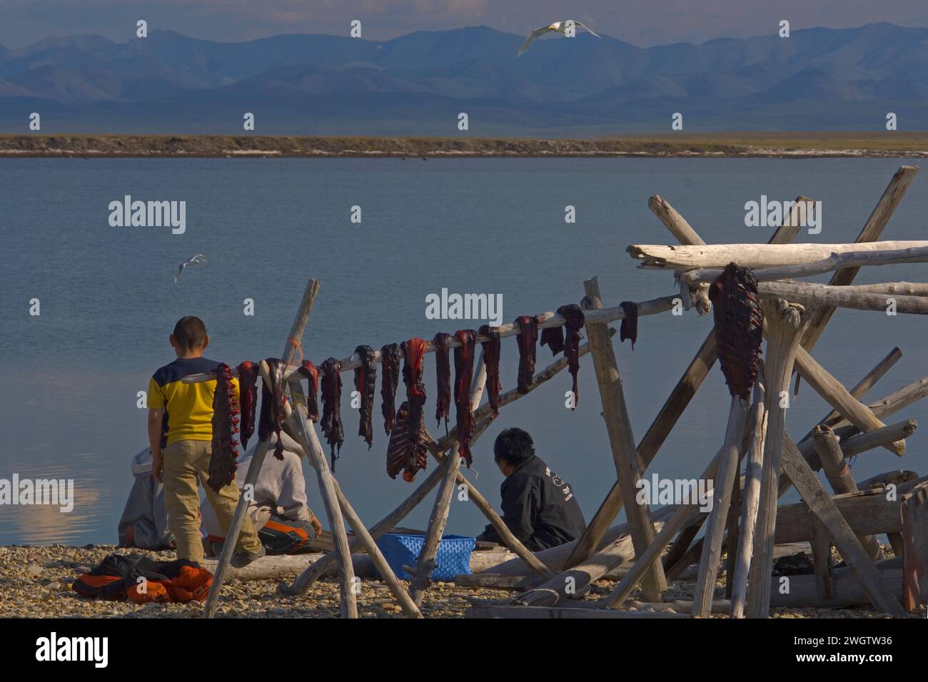 Drying Bearded seall meat at camp on a sandspit along Demarcation bay ...