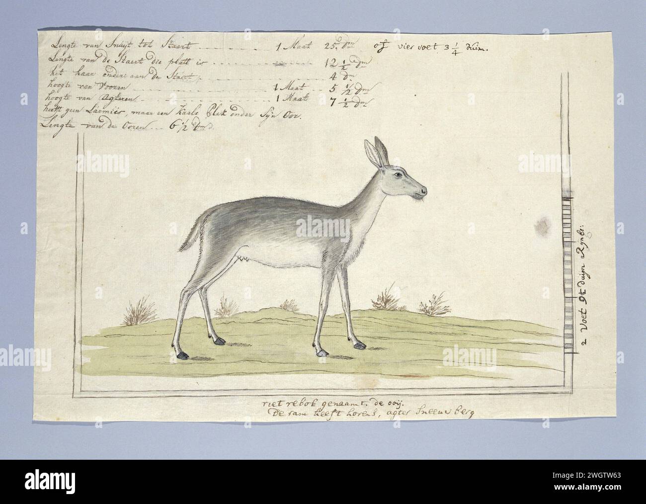 Antelope morphology hi-res stock photography and images - Alamy
