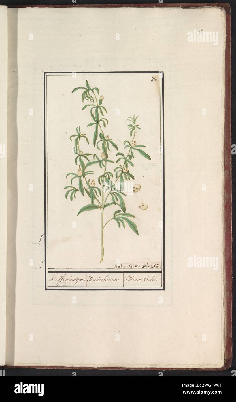 Pods that look like birds hi-res stock photography and images - Alamy