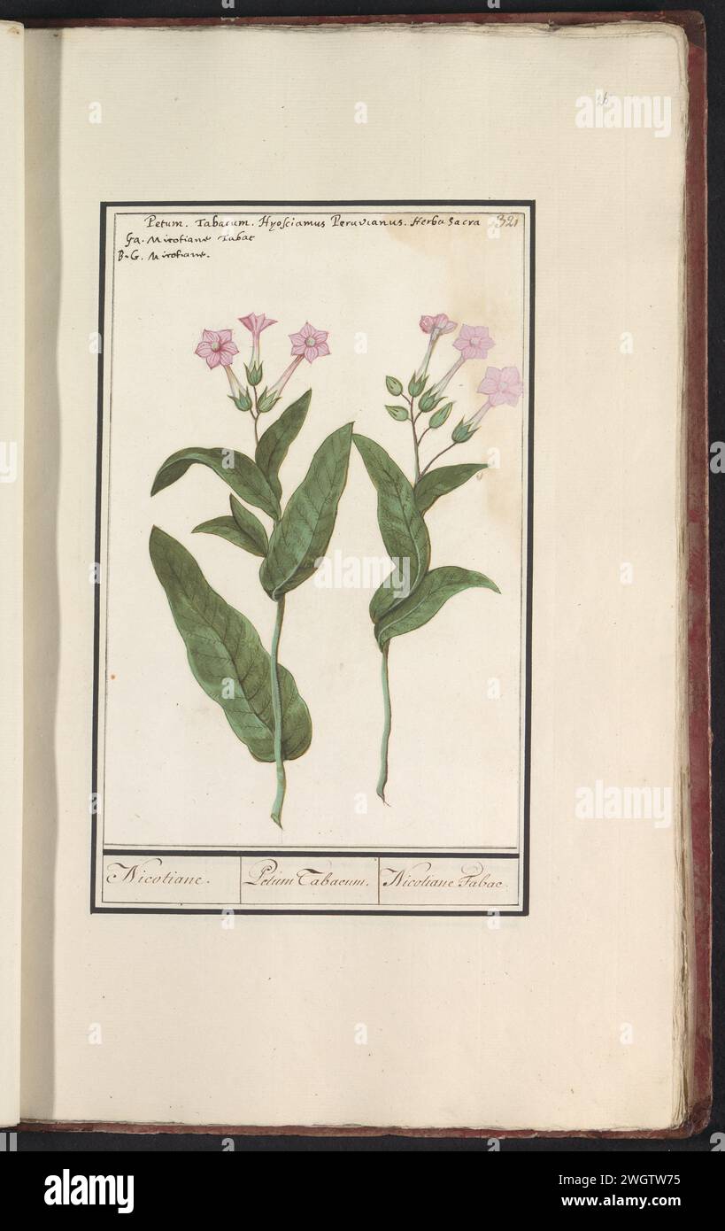 Tobacco plant drawing hi-res stock photography and images - Alamy