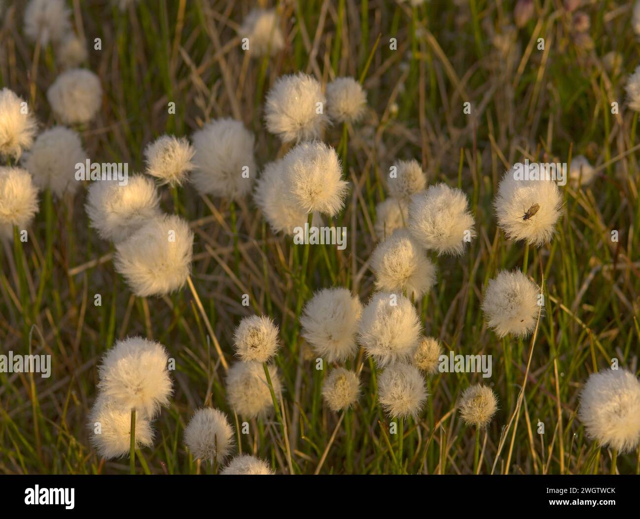 Alaska cotton flower hi-res stock photography and images - Alamy
