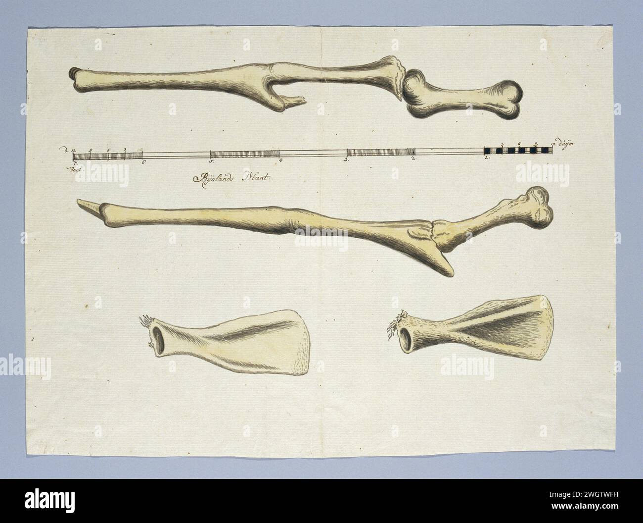 Giraffa camelopardalis (Giraffe), skeleton, 1779 drawing Skeleton parts ...