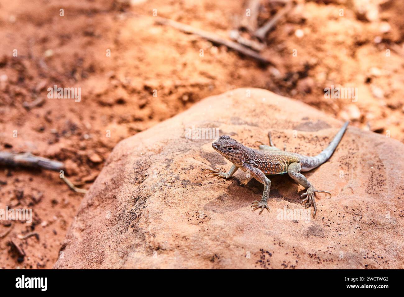 Camo Lizard on Sedona Rock in Desert Habitat Stock Photo - Alamy