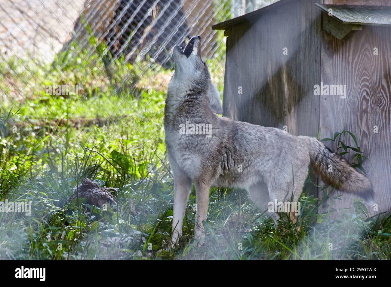 Coyote Howling at Wildlife Sanctuary, Eye-Level View Stock Photo - Alamy