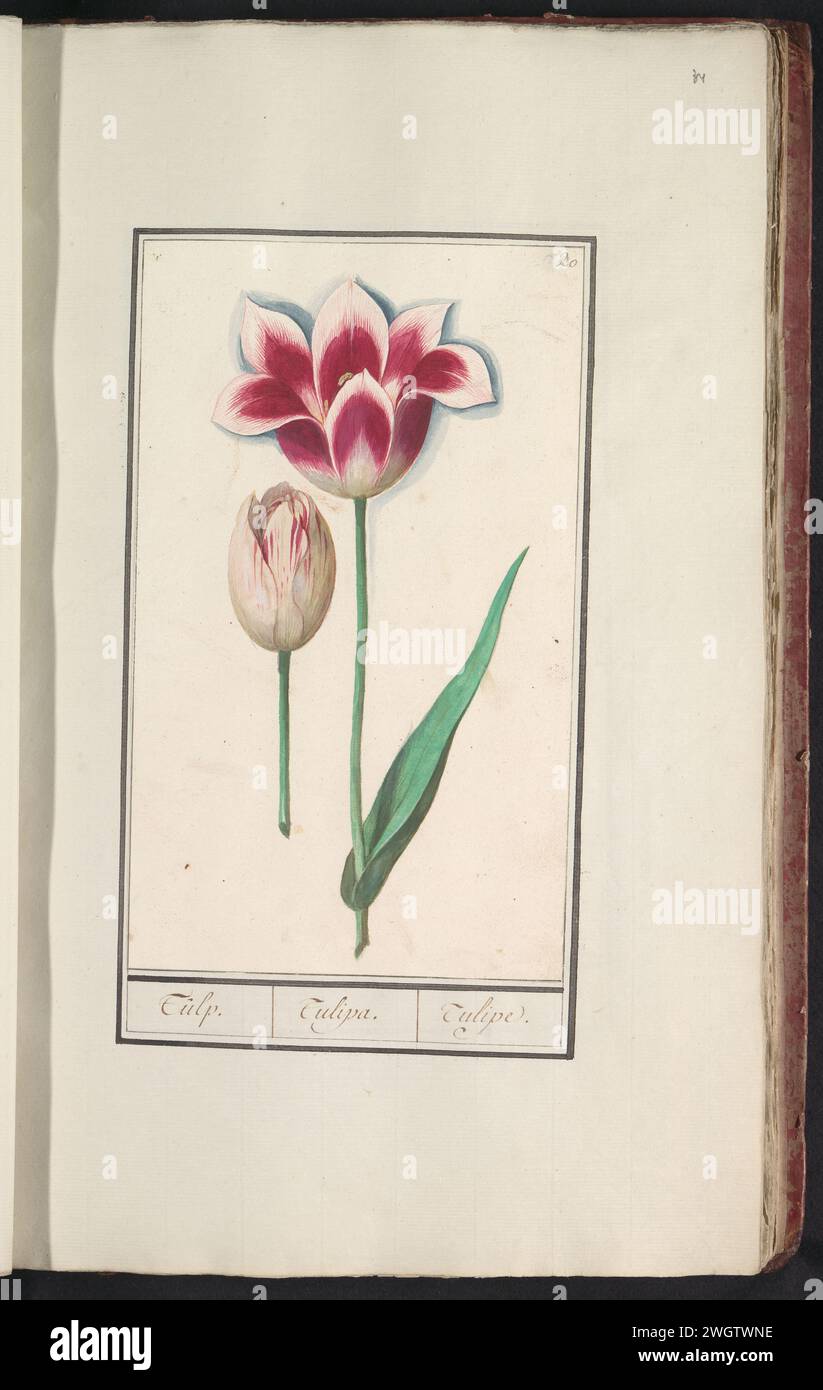 Tulp (tulip), Anselm Bootius of Boodt, 1596 - 1610 drawing Two red and ...