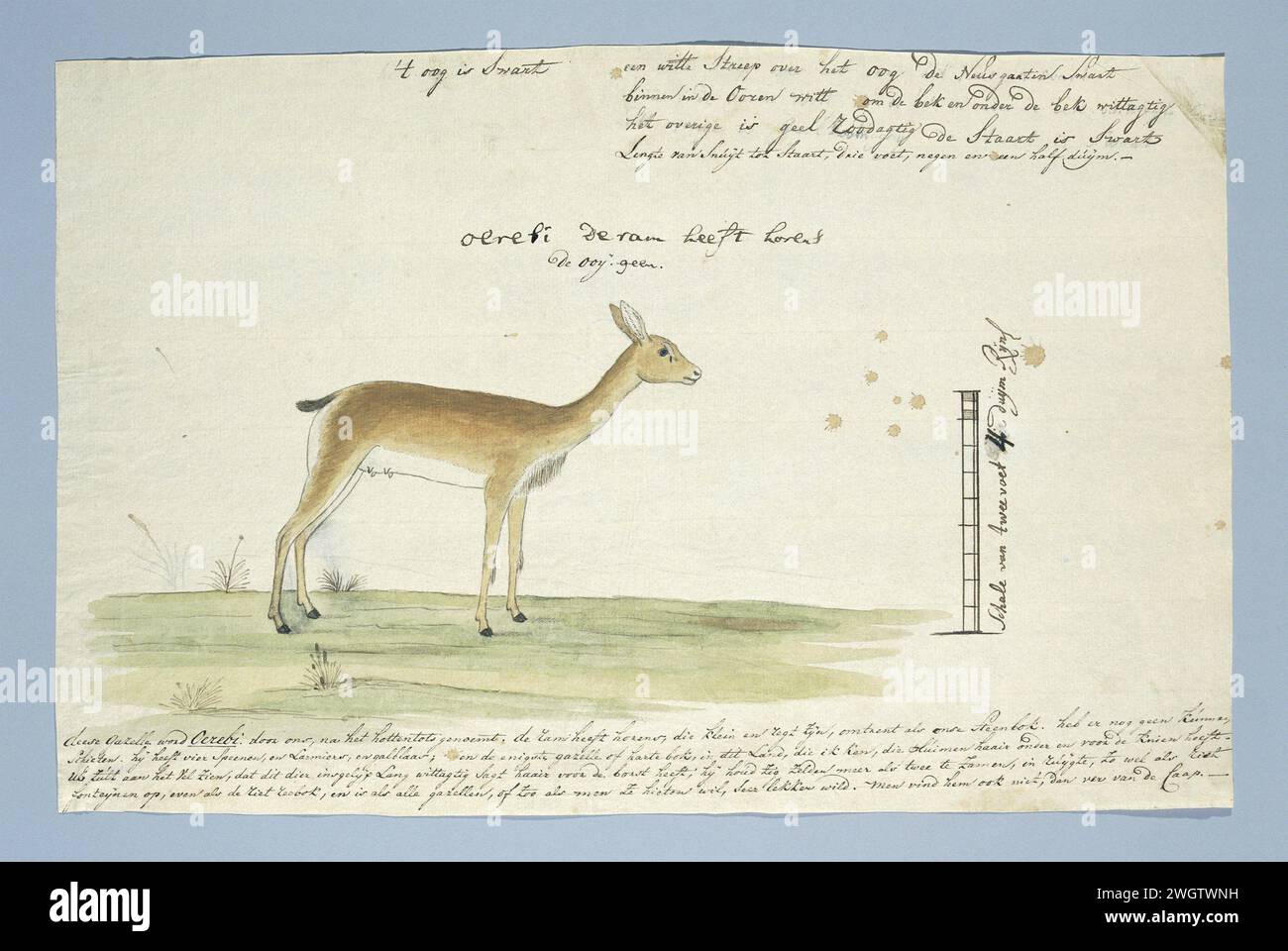 OUREBIA Ourebi (ORIBI), 1777-1786 drawing Oerebi ooi (Ourbia Ourbi ...