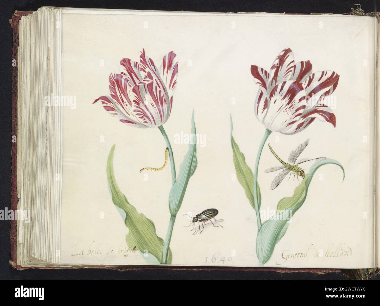 Two Tulips with Kever, Rups and Dragonfly, Jacob Marrel, 1640 drawing ...