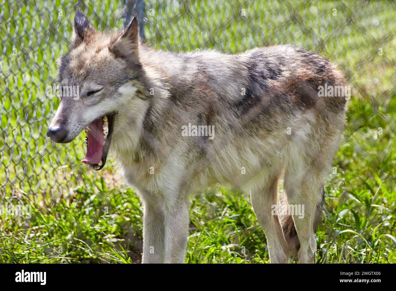 Animal sanctuary fence wolf hi-res stock photography and images - Alamy