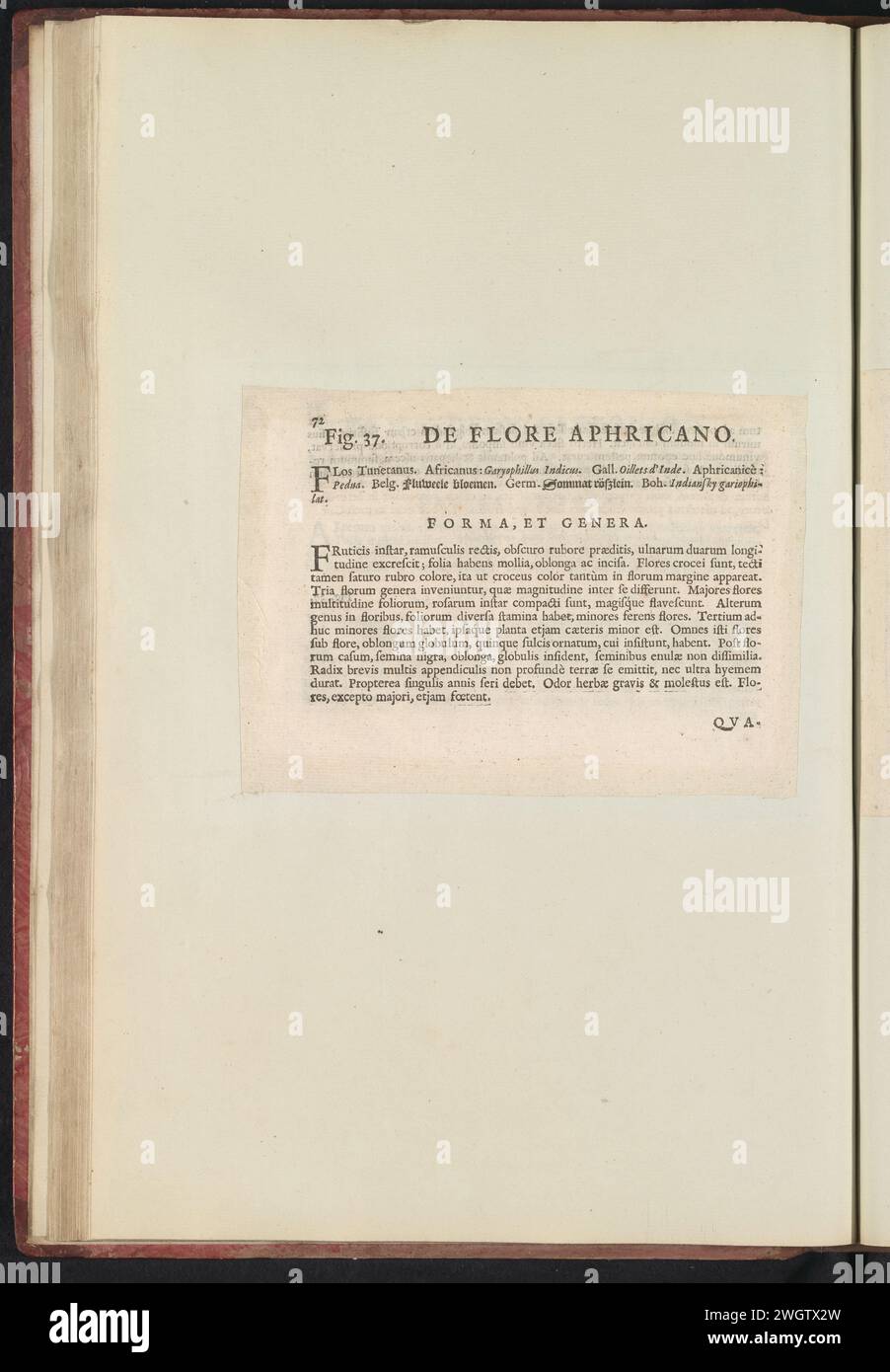 FIG. 37 'The flower Aphricano' in the Boodts Herbarium Van 1640, Anselm ...