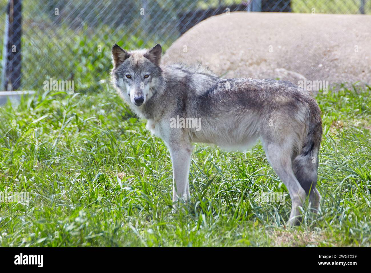 Animal sanctuary fence wolf hi-res stock photography and images - Alamy