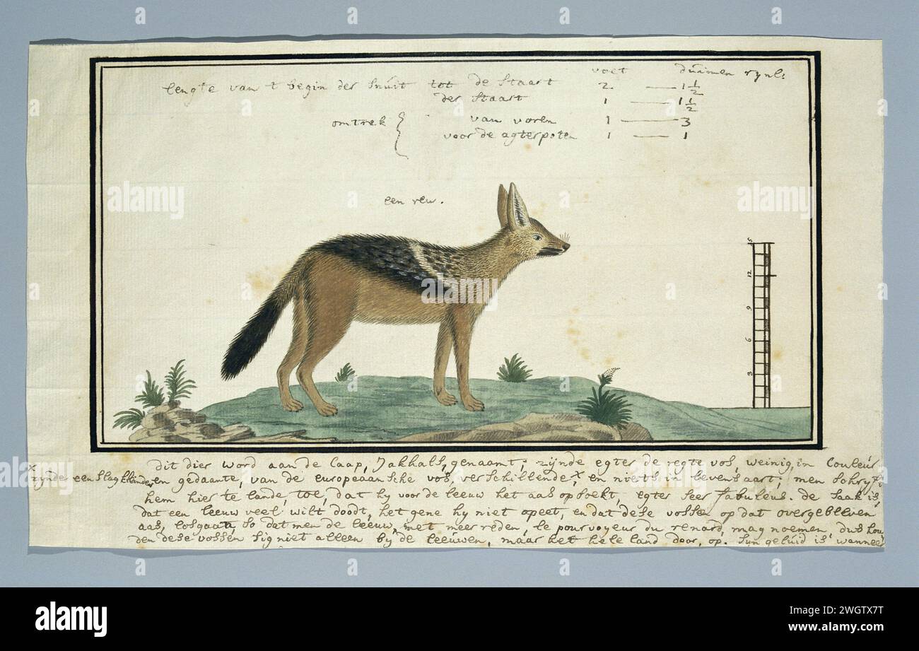 Canis mesomelas (Black-backed jackal; male), 1777 - 1786 drawing paper ...