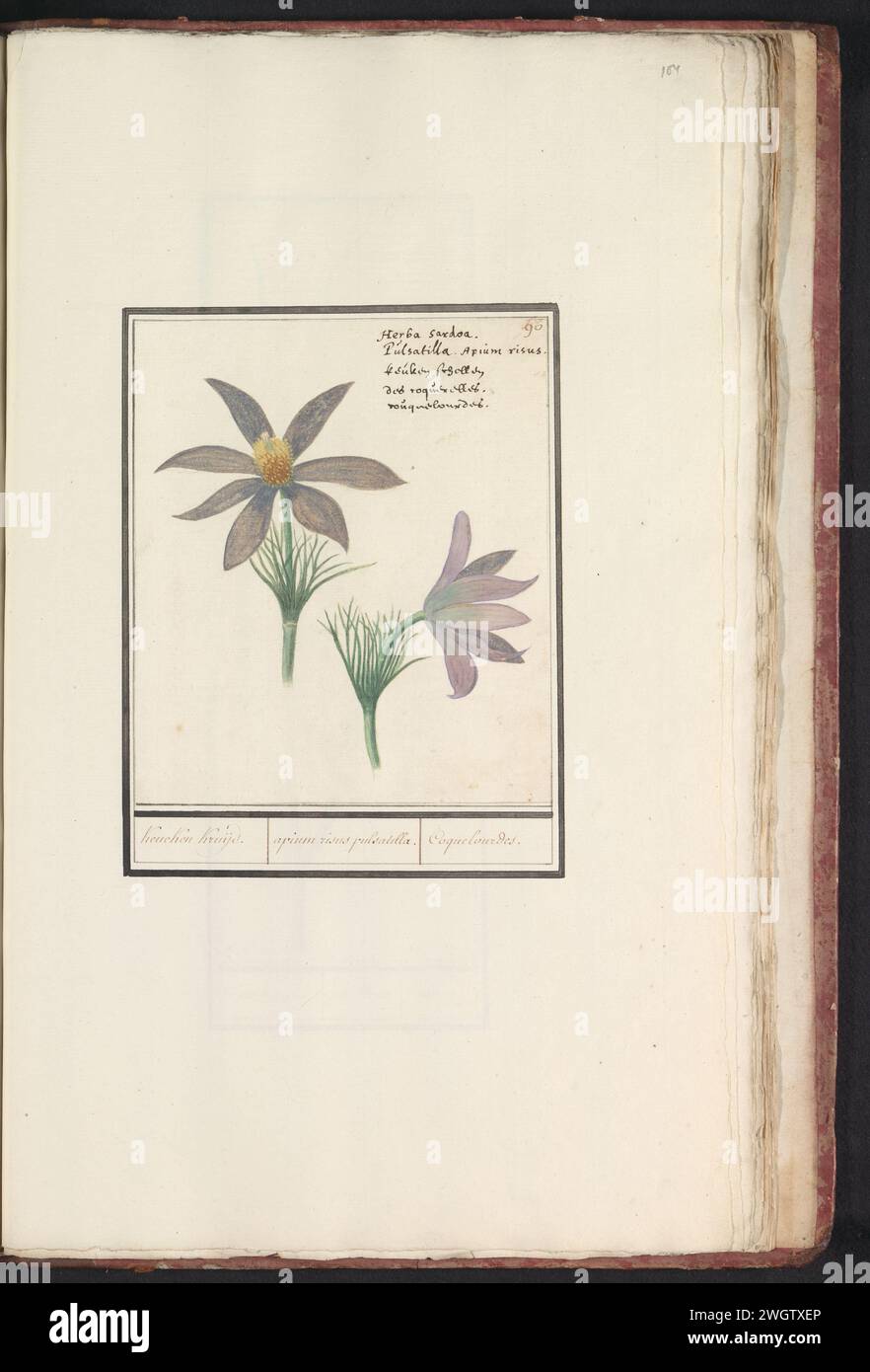 Wildemanskruid (Pulsatilla vulgaris), Anselm Bootius de Boodt, 1596 ...