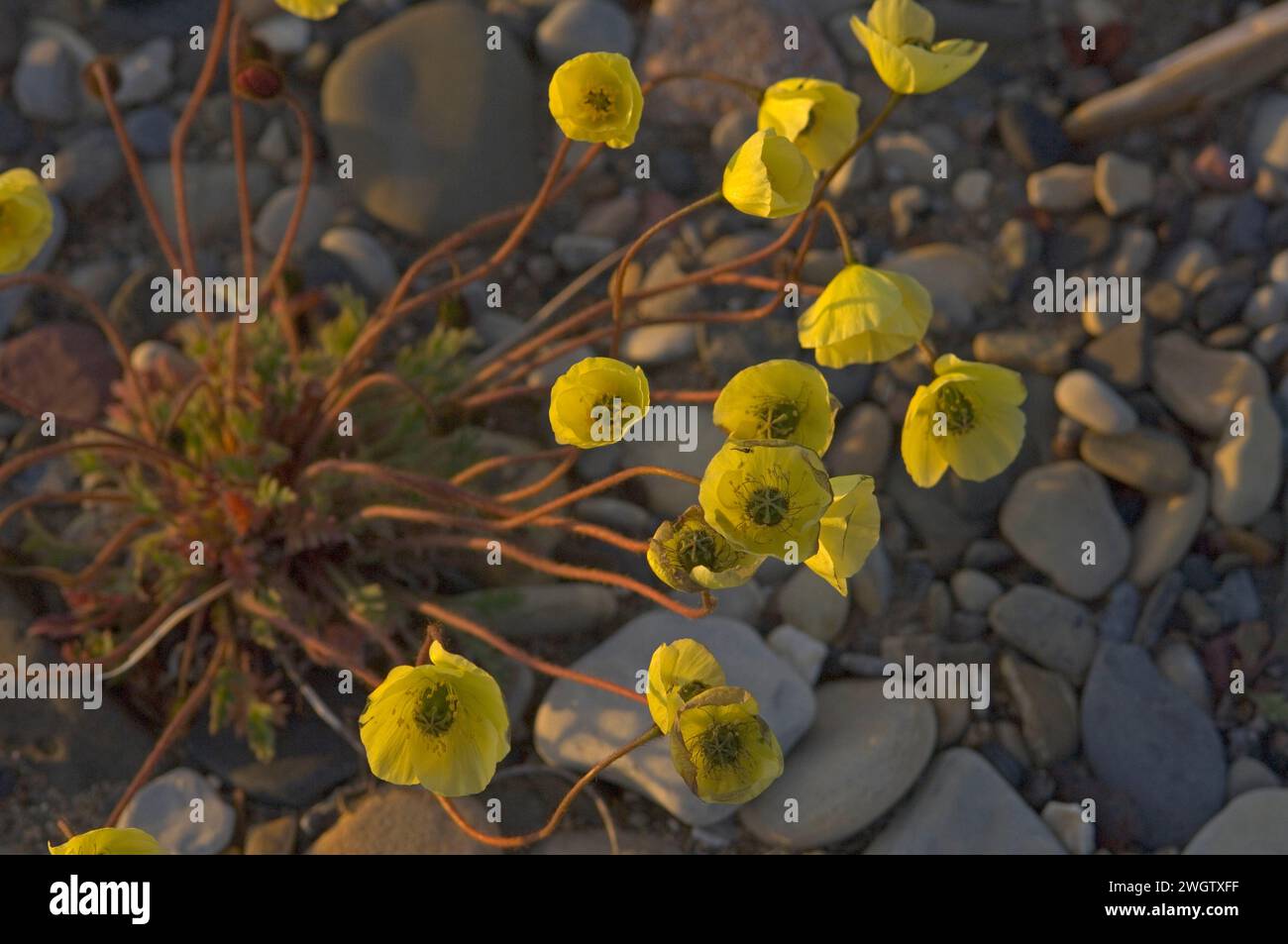 Arctic Poppy Papaver lapponicum 1002 coastal plain anwr arctic alaska ...