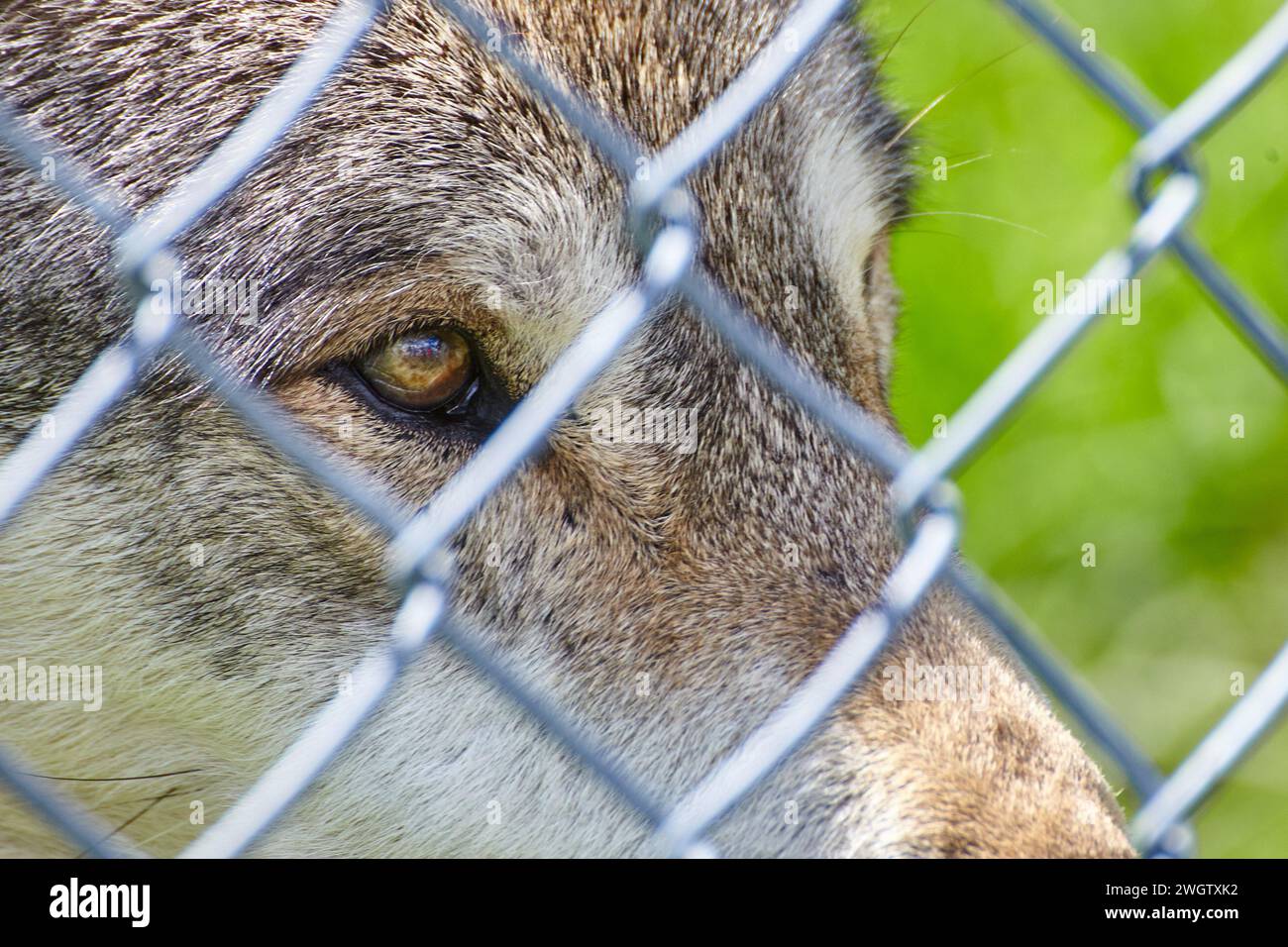 Wolf Eye Behind Chain-Link Fence at Wildlife Sanctuary Stock Photo - Alamy