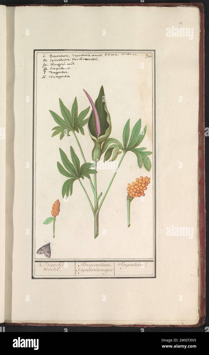 Dragon root hi-res stock photography and images - Alamy