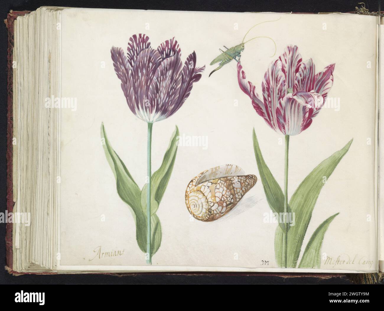 Two tulips with shell and grasshopper, 1639 drawing The drawing is part ...