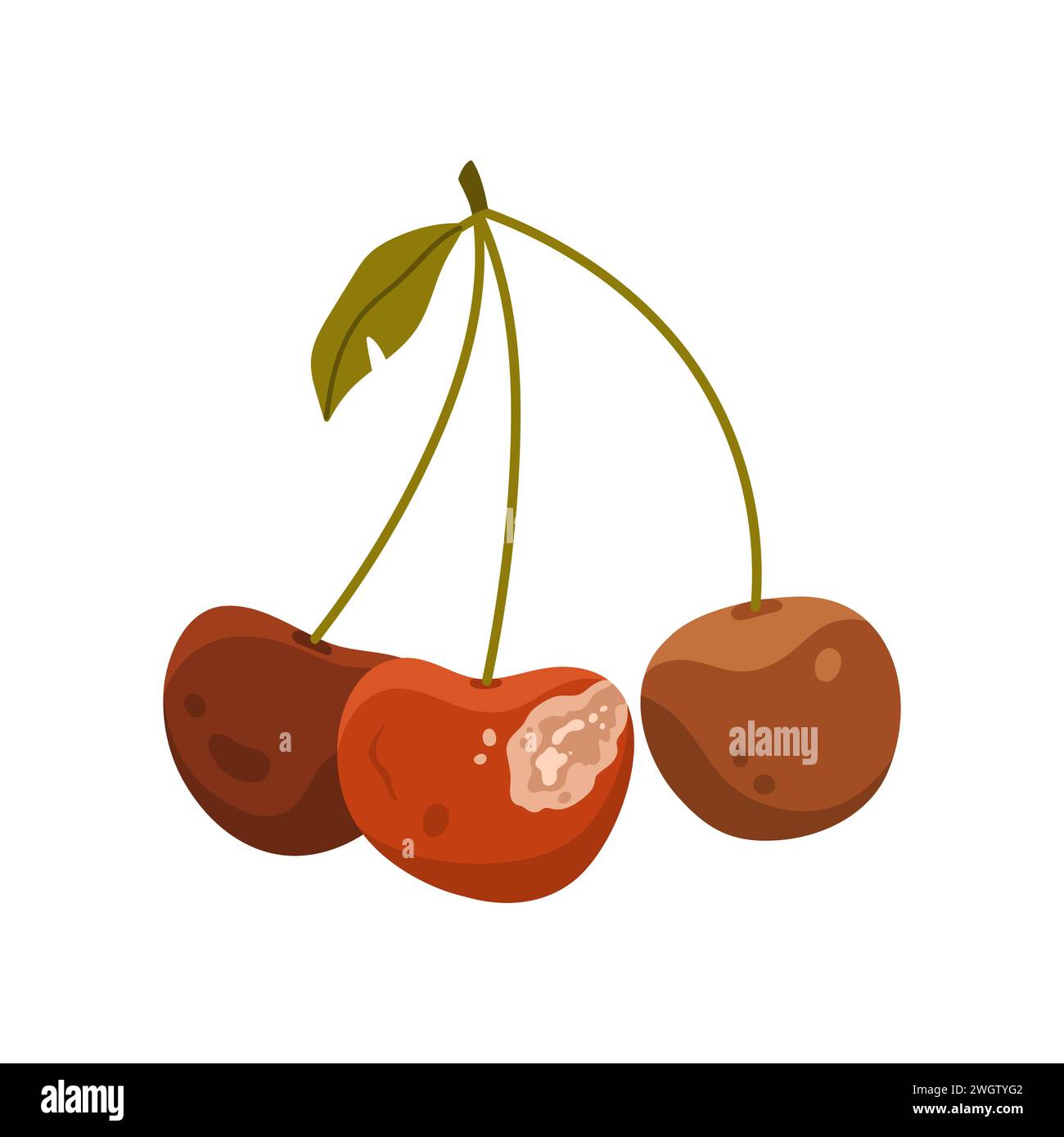 Rotten old cherry fruit. Bad old unhealthy food, moldy expired product ...