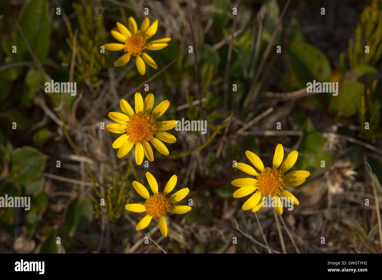 wild flower arnica flowering in the arctic tundra Arctic National ...