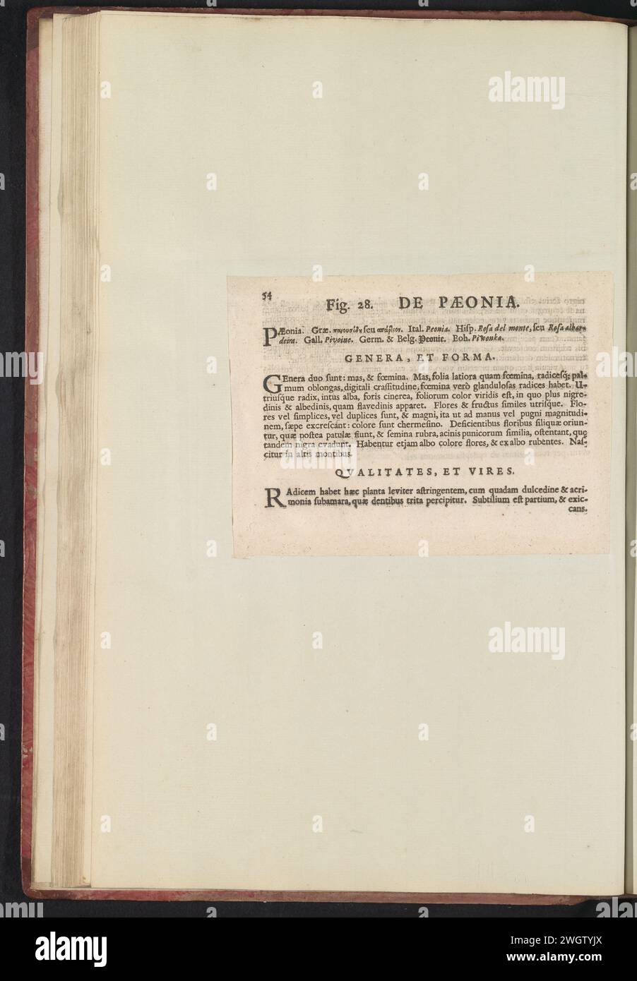 Fig. 28 'De Paeonia' in the Boodts Herbarium of 1640, Anselmus Boëtius ...