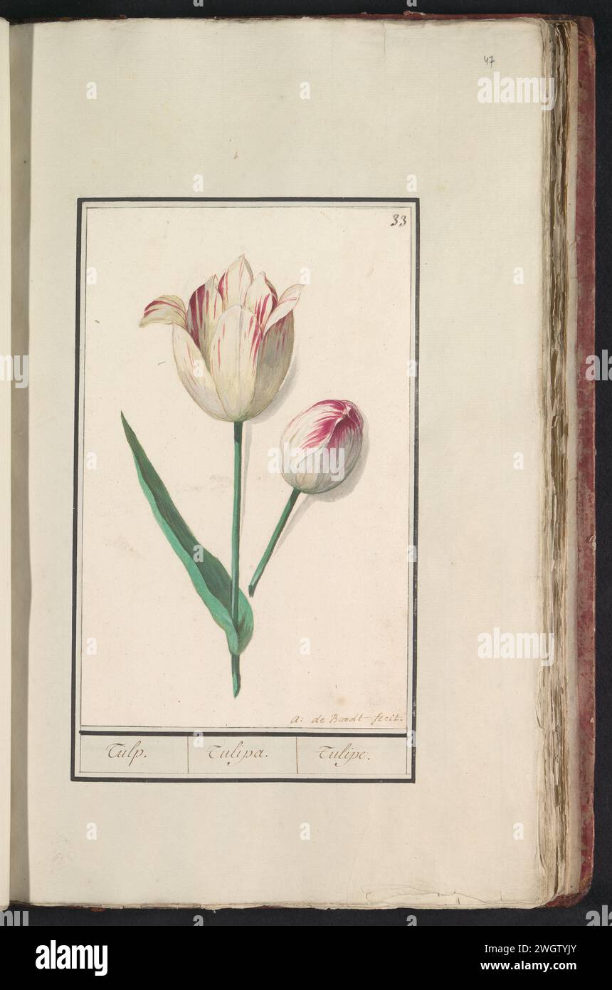 Tulp (tulip), Anselm Bootius of Boodt, 1596 - 1610 drawing Red-white ...