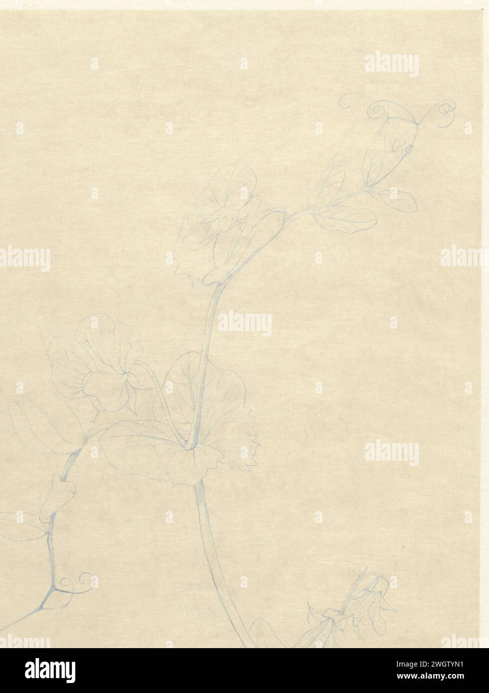 Lathyrus, Theo van Hoytema, 1873 - 1917 drawing Lathyrus (Sweet Pea ...