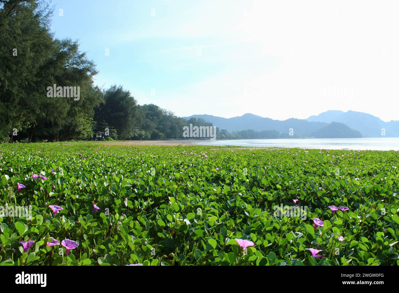 Tropical green flowers on beach hi-res stock photography and images - Alamy