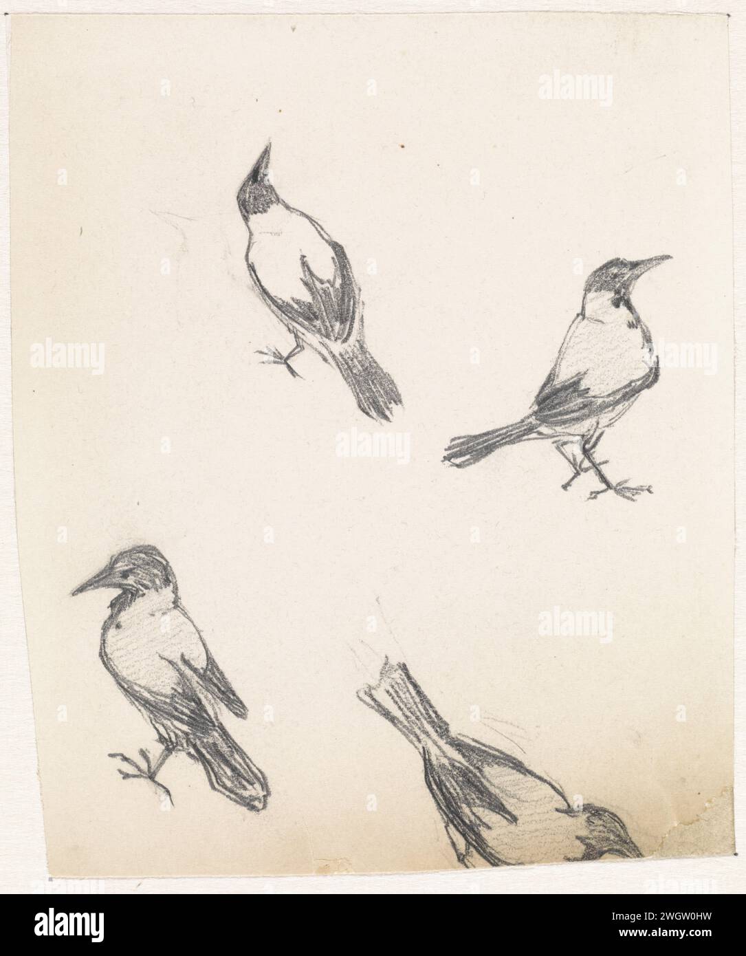Four sketches of a colorful crow, Julie de Graag, 1887 - 1924 drawing ...