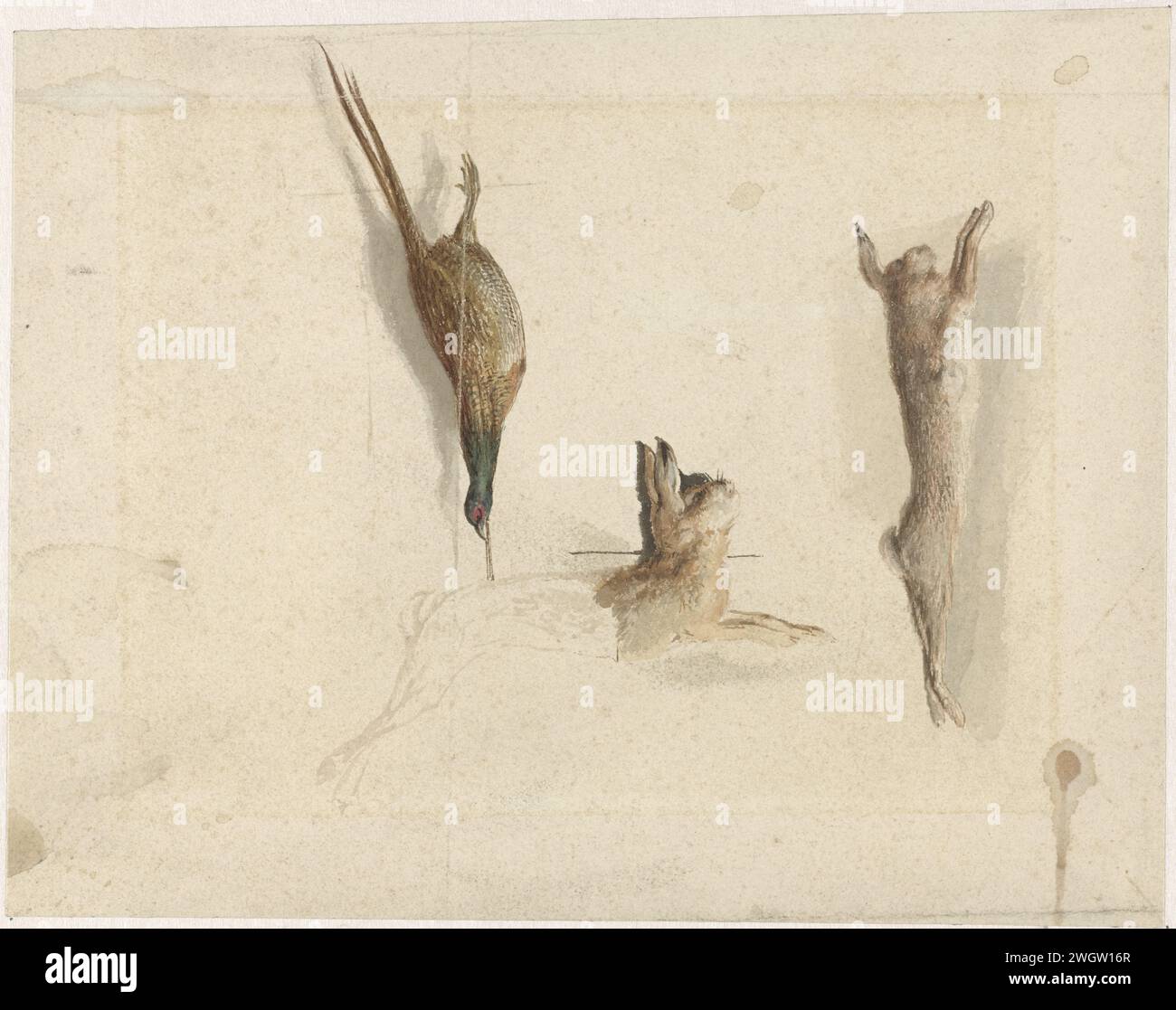 Dead pheasant drawing hi-res stock photography and images - Alamy