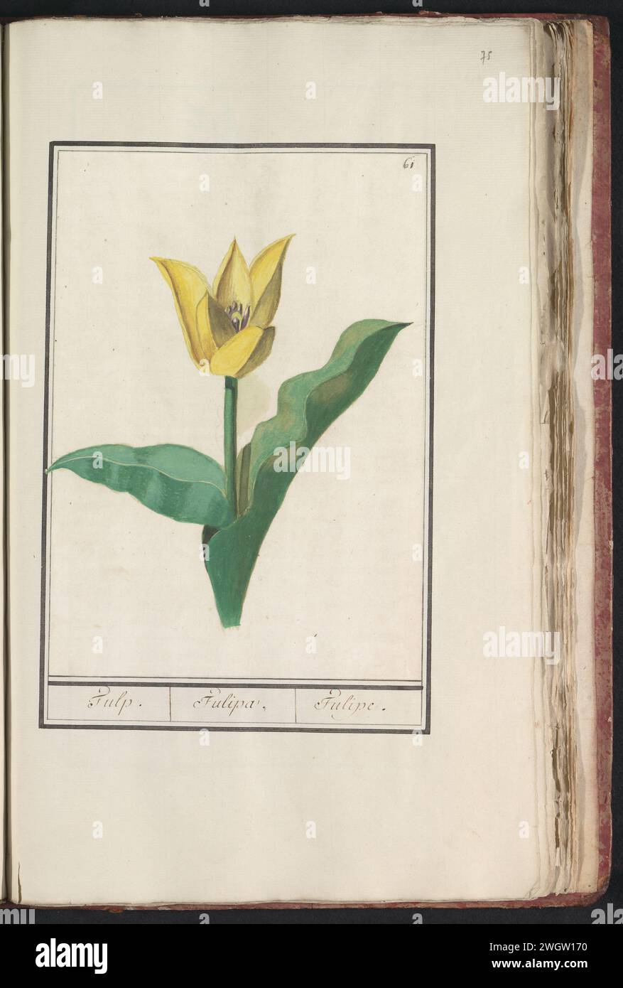 Dutch tulip drawing hi-res stock photography and images - Alamy