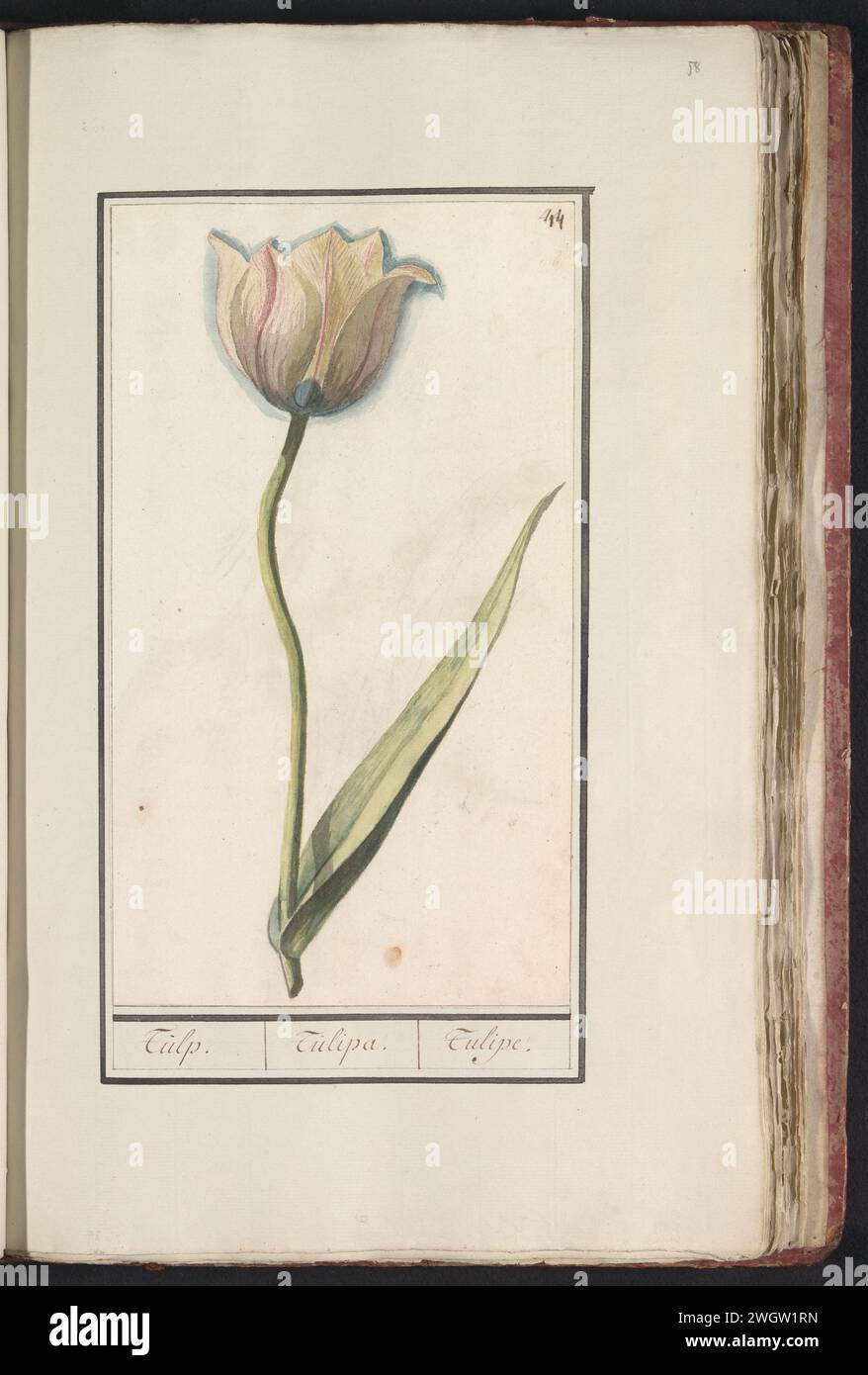 Tulp (tulip), Anselm Bootius of Boodt, 1596 - 1610 drawing White-pink ...