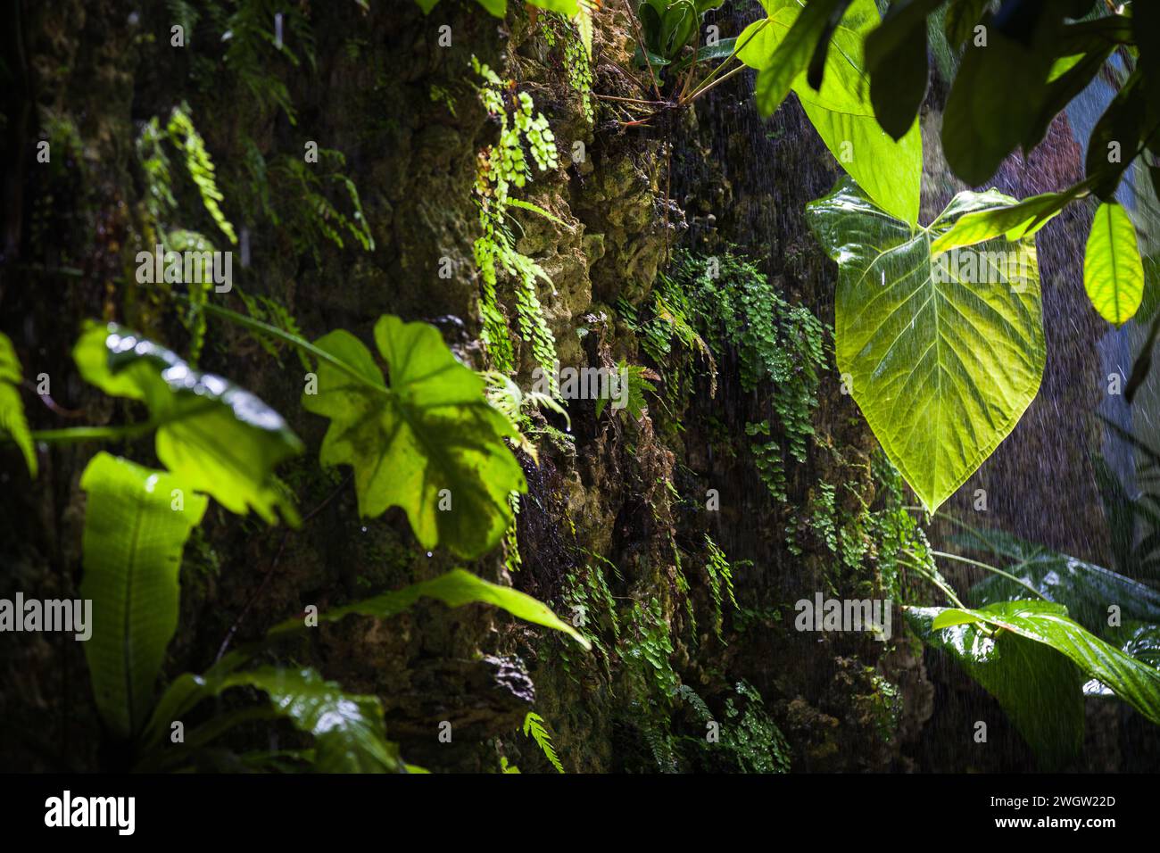 Fairchild Tropical Botanical Garden, Miami, Florida, USA Stock Photo ...