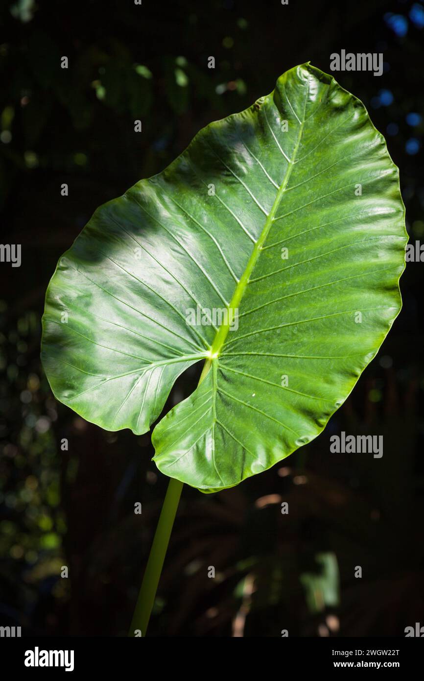 Elephant Ear Philodendron, Fairchild Tropical Botanical Garden, Miami ...