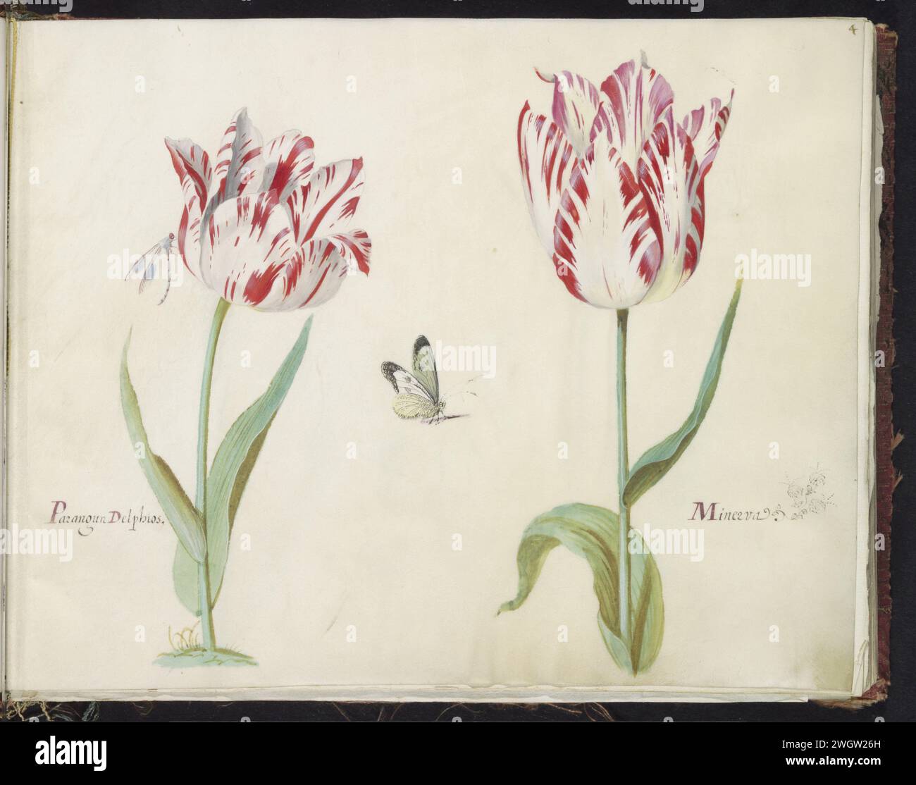 Two Tulips with Waterjuffer and Butterior, Jacob Marrel, 1637 drawing ...