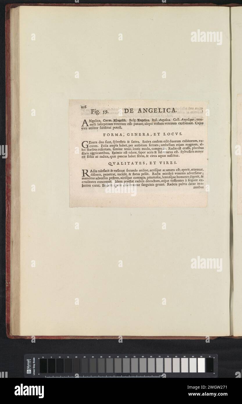 Fig. 59 'The Angelica' in De Boodts Herbarium of 1640, Anselmus Boëtius ...