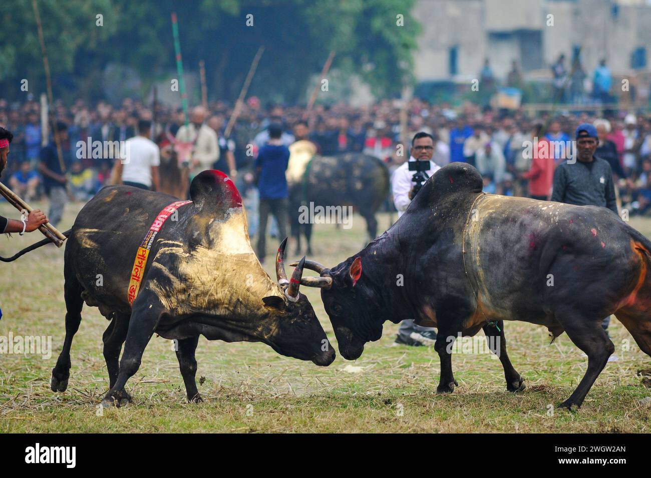 06 February 2024 Sunamgonj, Bangladesh : Two bulls competing in a huge ...