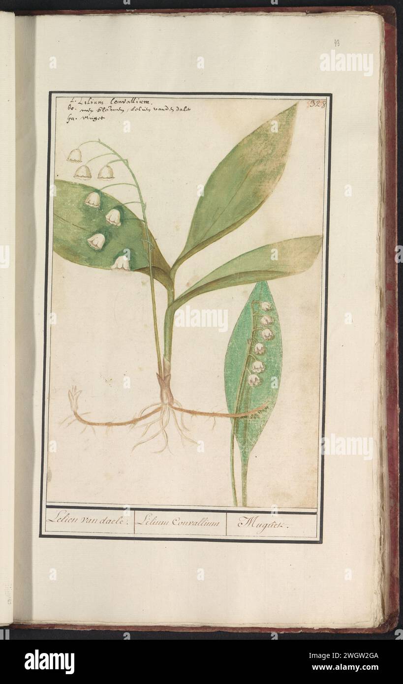 Lelietje-van-Dalen (Convallaria Majalis), Anselmus Boëtius de Boodt ...