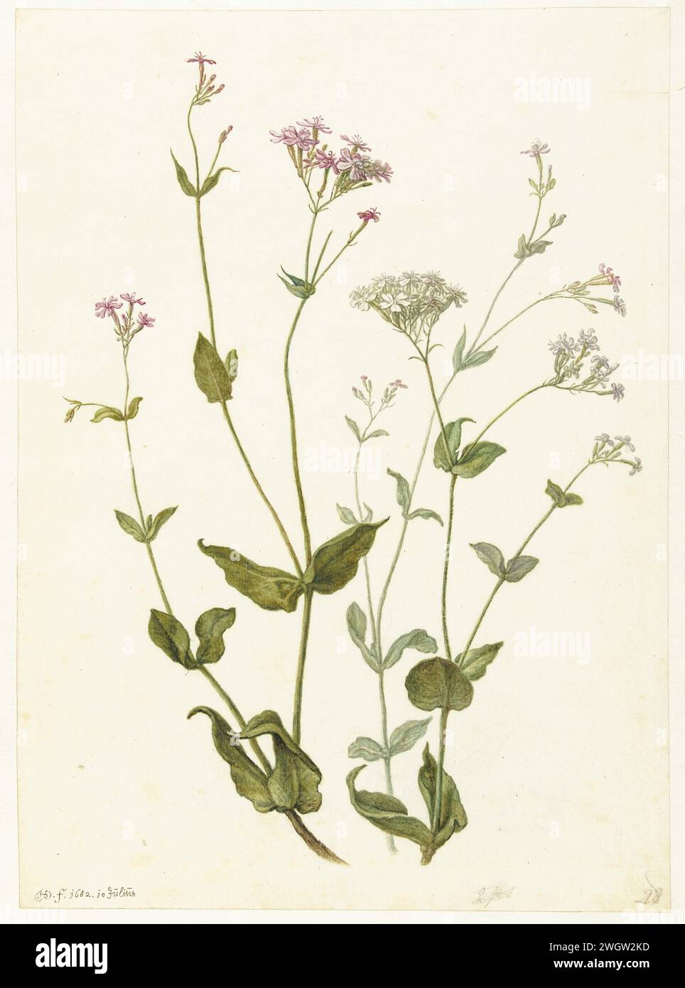 Brush senna hi-res stock photography and images - Alamy