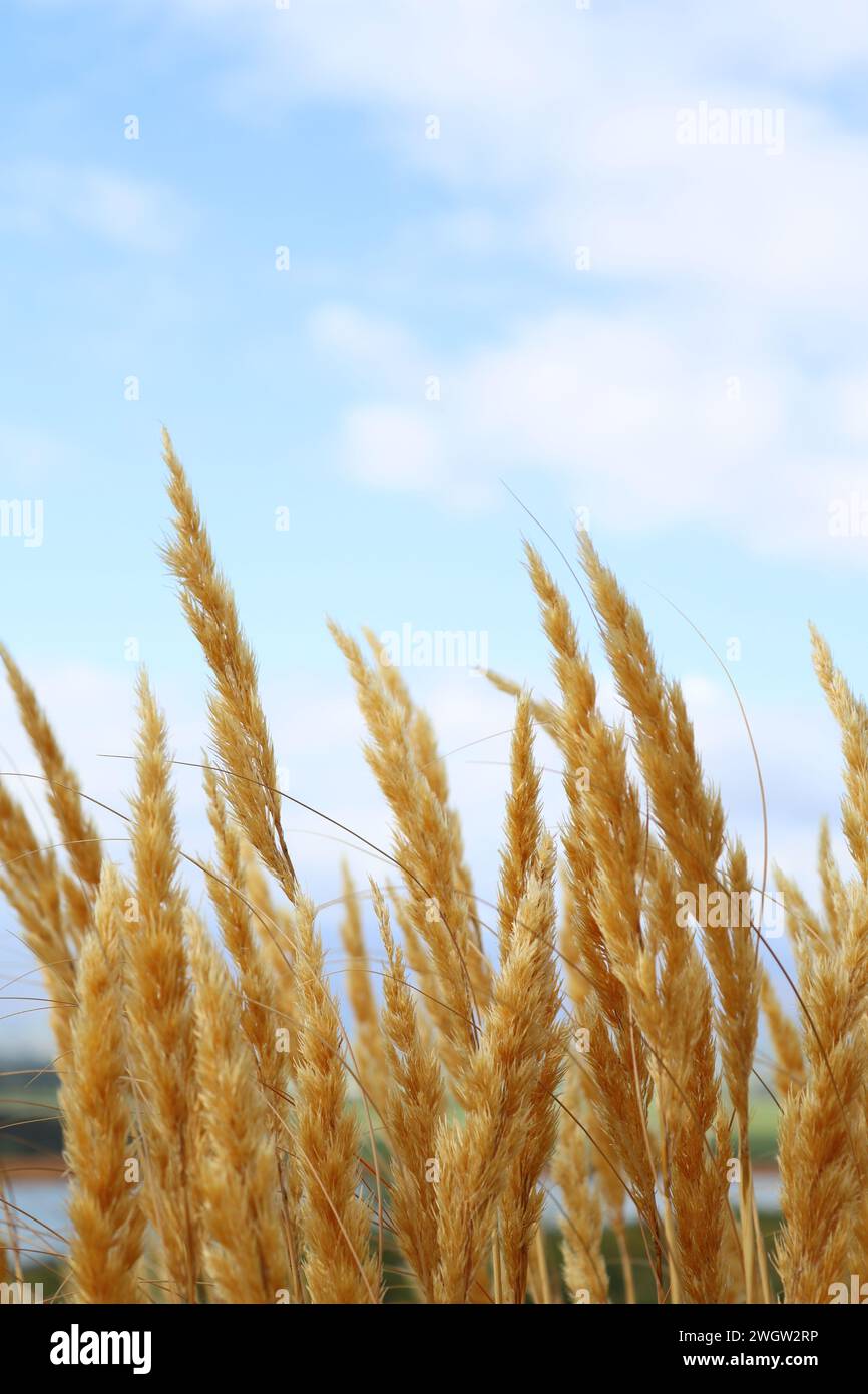 Windy bright day hi-res stock photography and images - Alamy