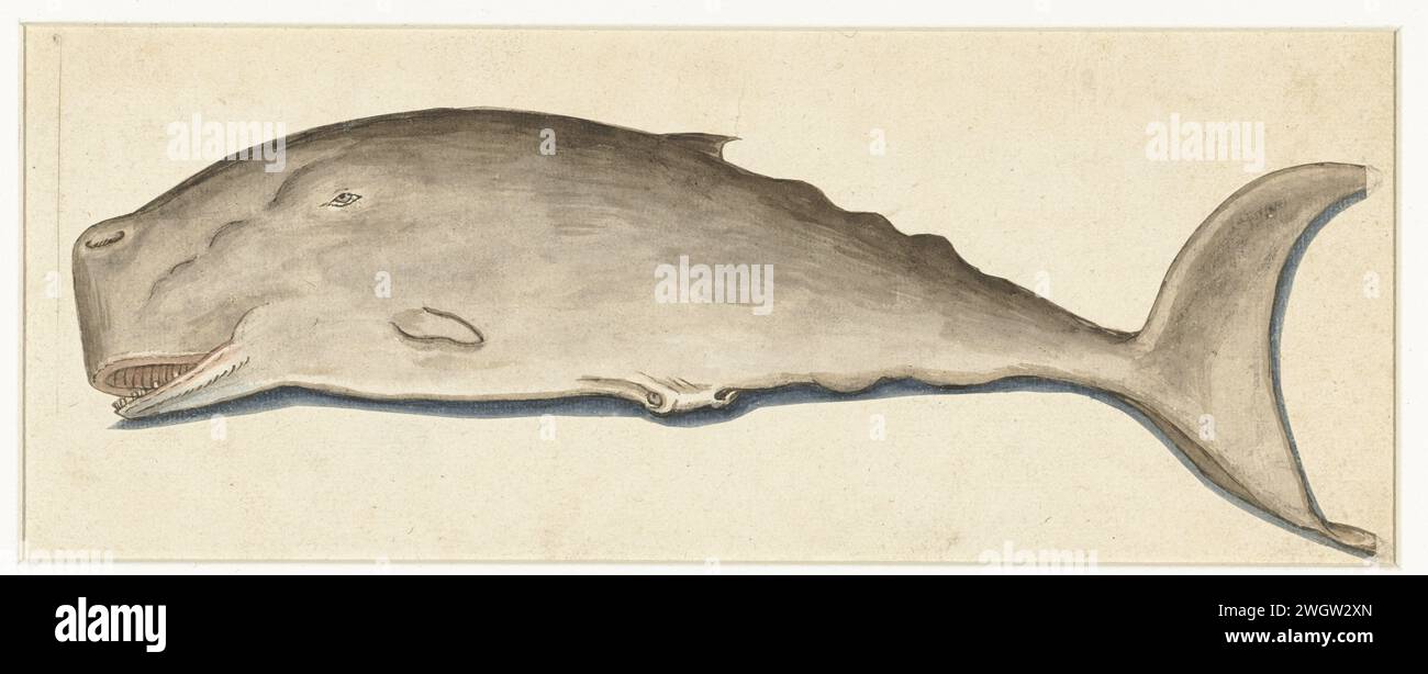 Great sperm whale hi-res stock photography and images - Alamy