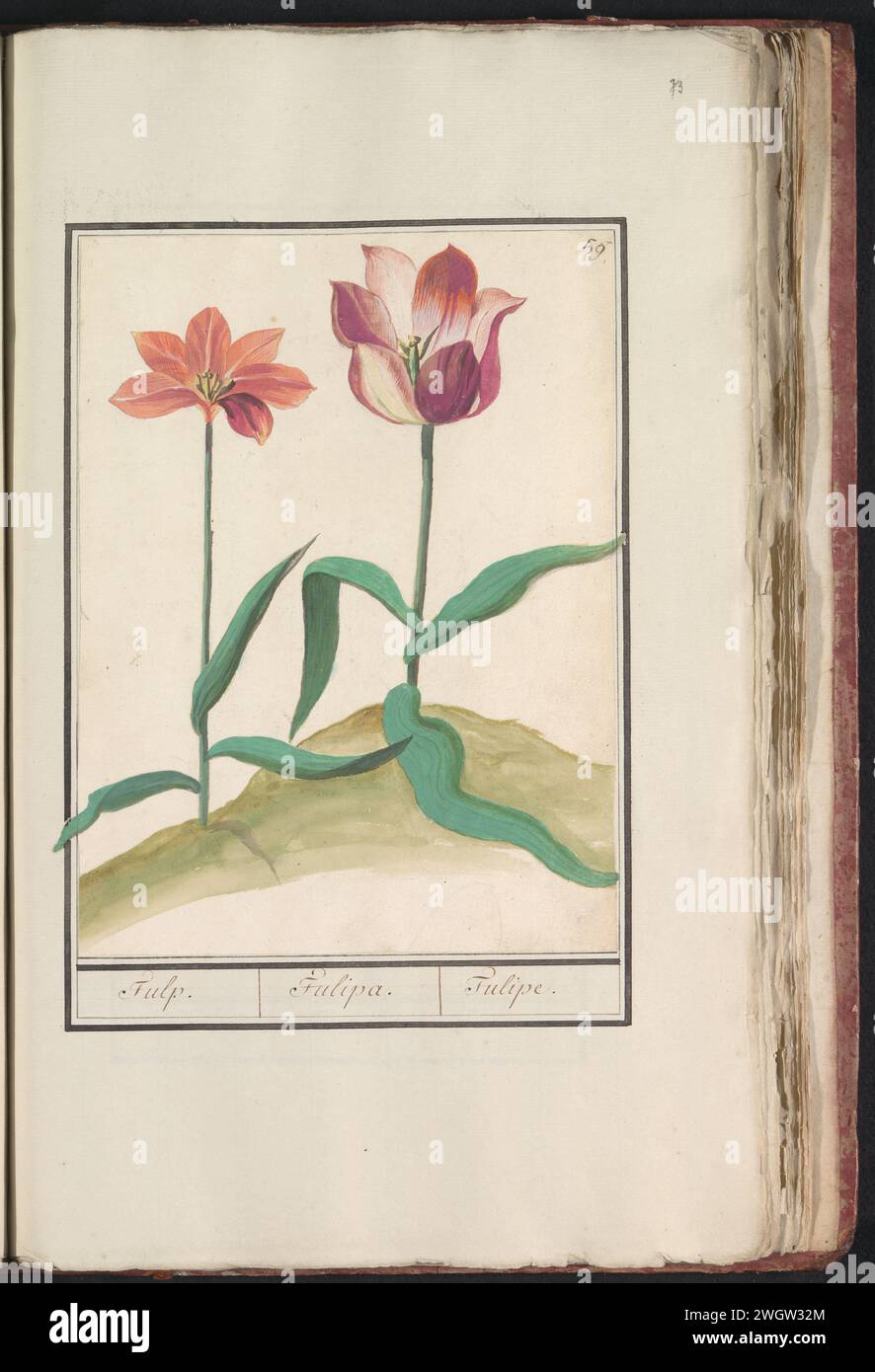 Tulp (tulip), Anselm Bootius of Boodt, 1596 - 1610 drawing Two pink ...