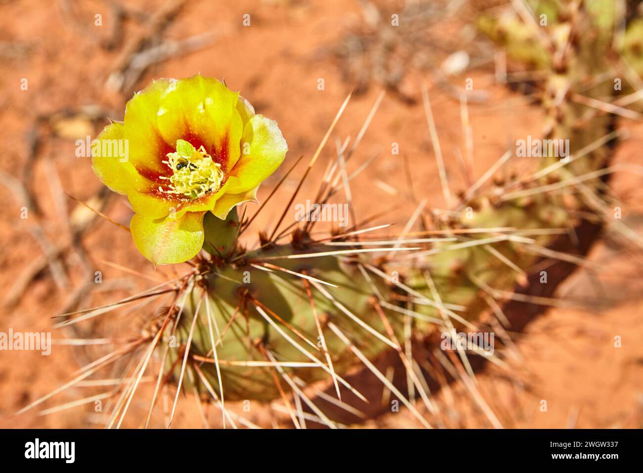 Yellow Cactus Flower in Bloom with Desert Soil Background Stock Photo ...