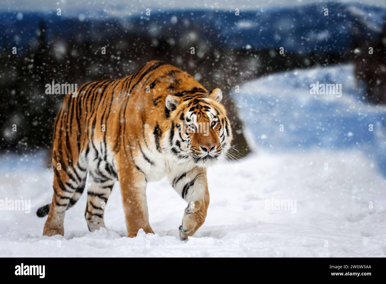 Tiger in the winter mountain. Wild predators in natural environment ...