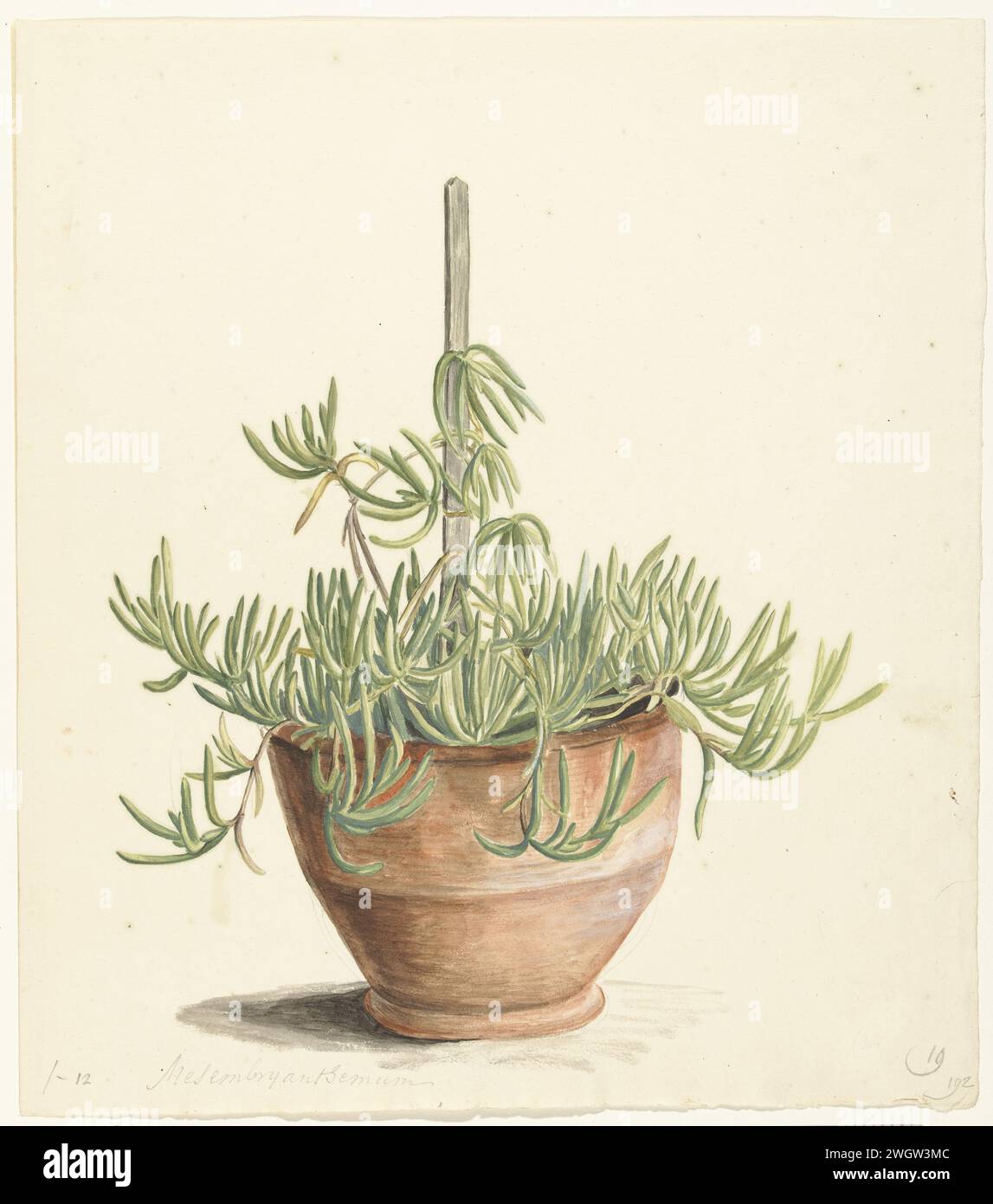 Mesembryanthemum Uit de Family Der Aizoaceae, Laurens Vincentsz. van ...