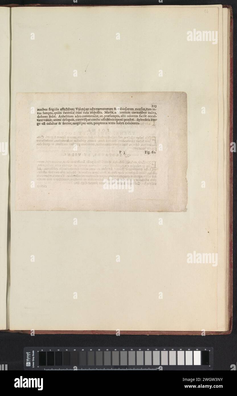 Fig. 59 'The Angelica' in De Boodts Herbarium of 1640, Anselmus Boëtius ...