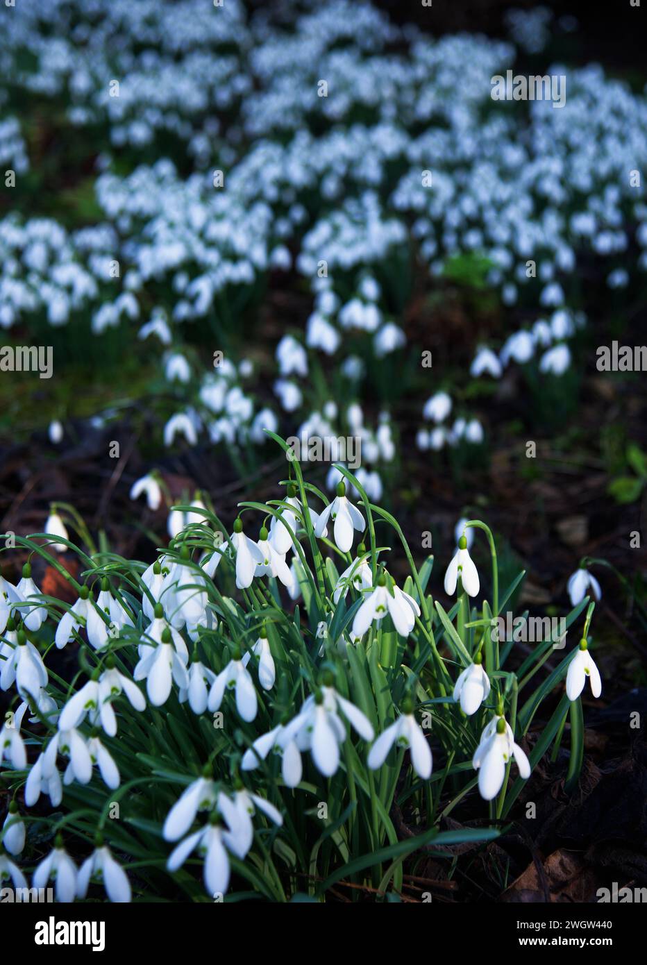 Snowdrop drift hi-res stock photography and images - Alamy