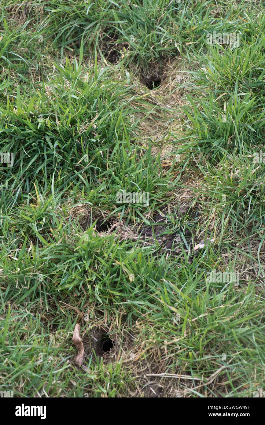 European mole( Talpa europaea) holes along grass field tunnel in early ...