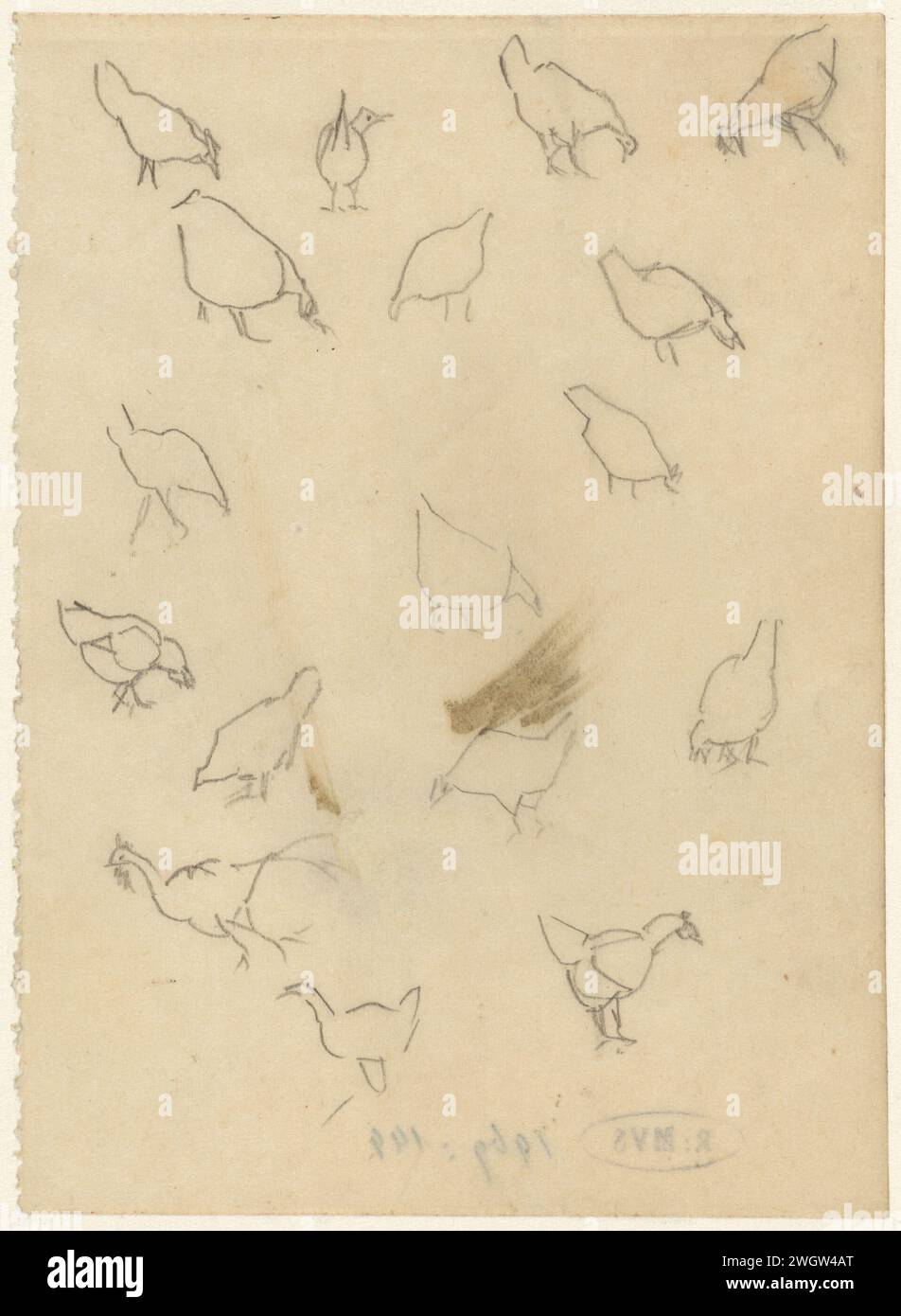 Chicken, Theo Nieuwenhuis, 1876 - 1951 drawing paper. pencil fowl (cock ...