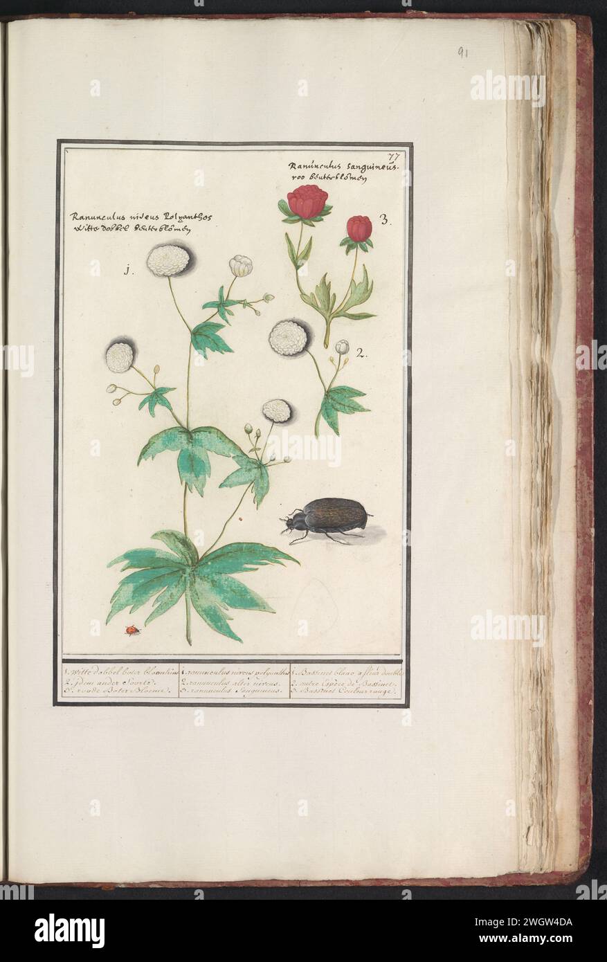 Ranonkels (Ranunculus) Anselm Bootius of Boodt, 1596 - 1610 drawing ...