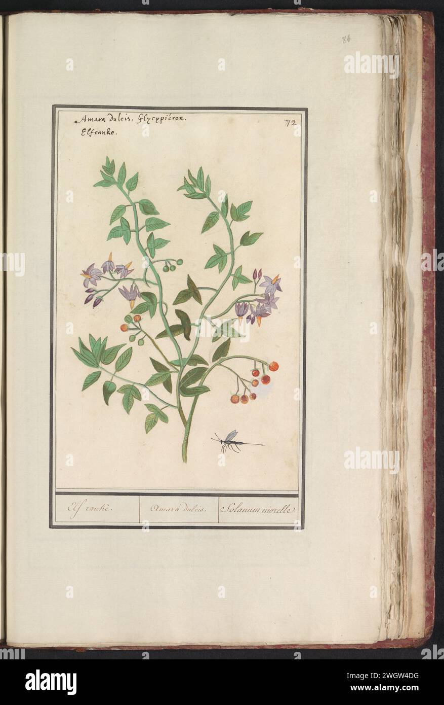 Solanum dulcamara drawing hi-res stock photography and images - Alamy