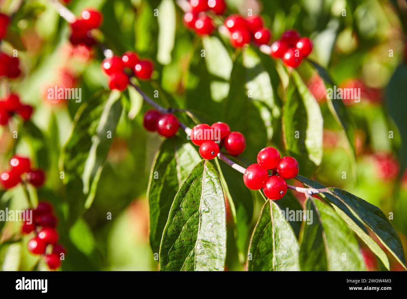 Vibrant Red Berries and Green Leaves in Natural Light Stock Photo - Alamy